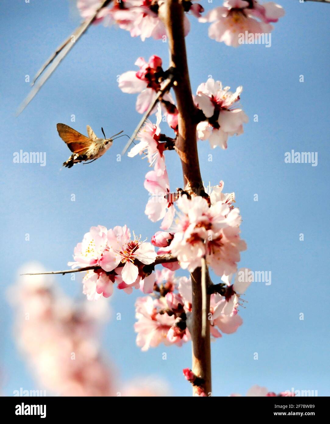 A Hummingbird Moth collecting pollen from a pink flower Stock Photo - Alamy
