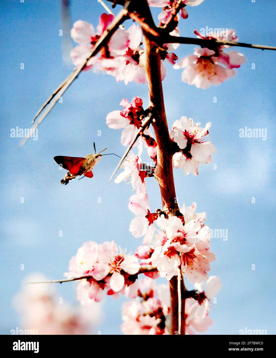 A Hummingbird Moth collecting pollen from a pink flower Stock Photo - Alamy