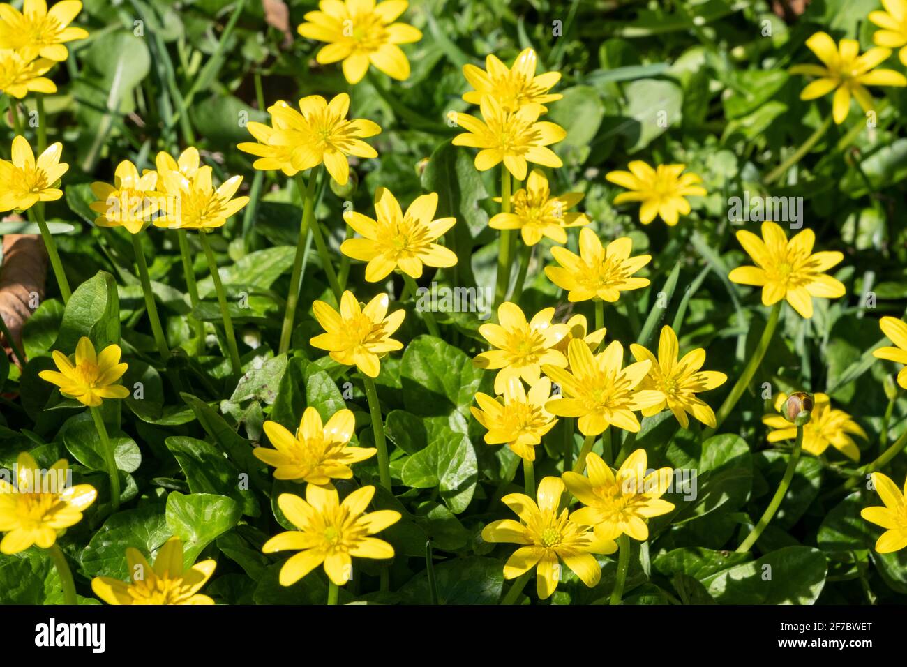 Fig buttercup hi-res stock photography and images - Alamy