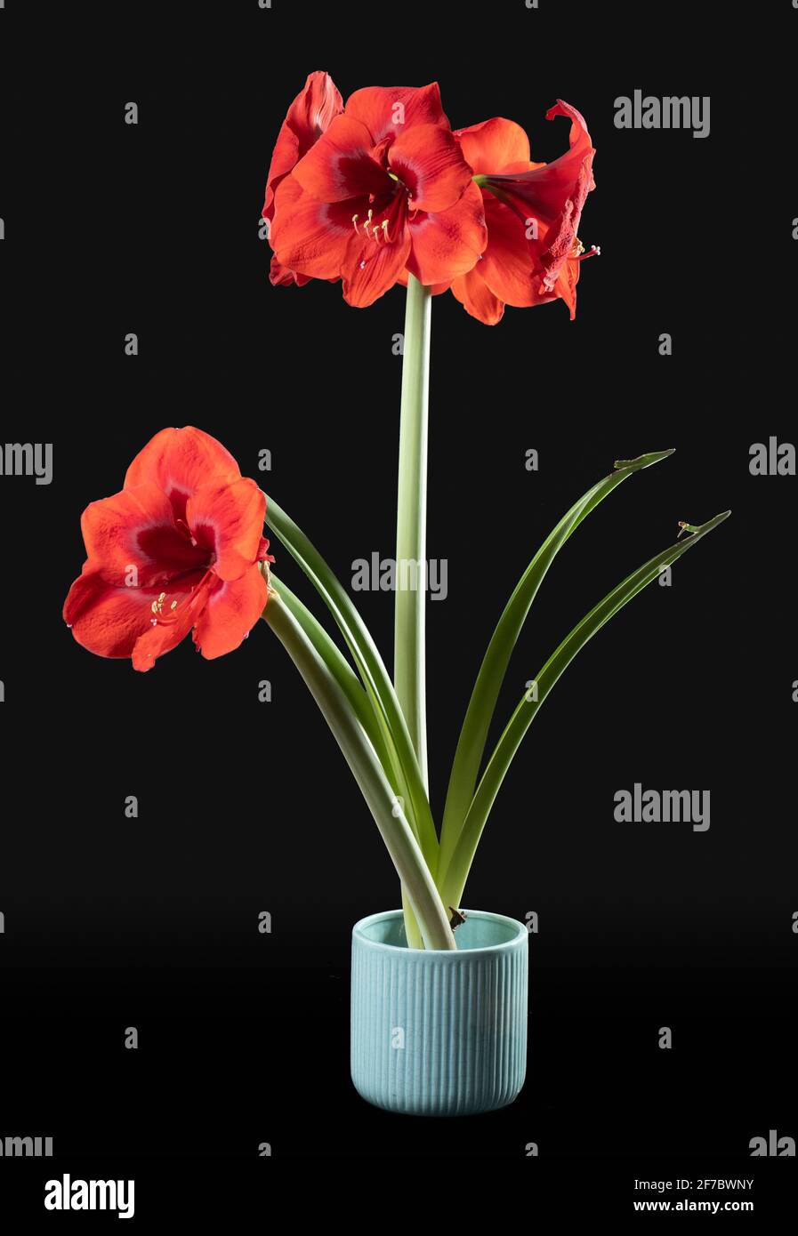 Amaryllis plant hi-res stock photography and images - Alamy