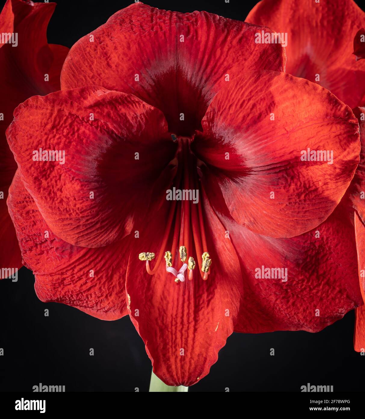 Houseplant red flowers hi-res stock photography and images - Alamy