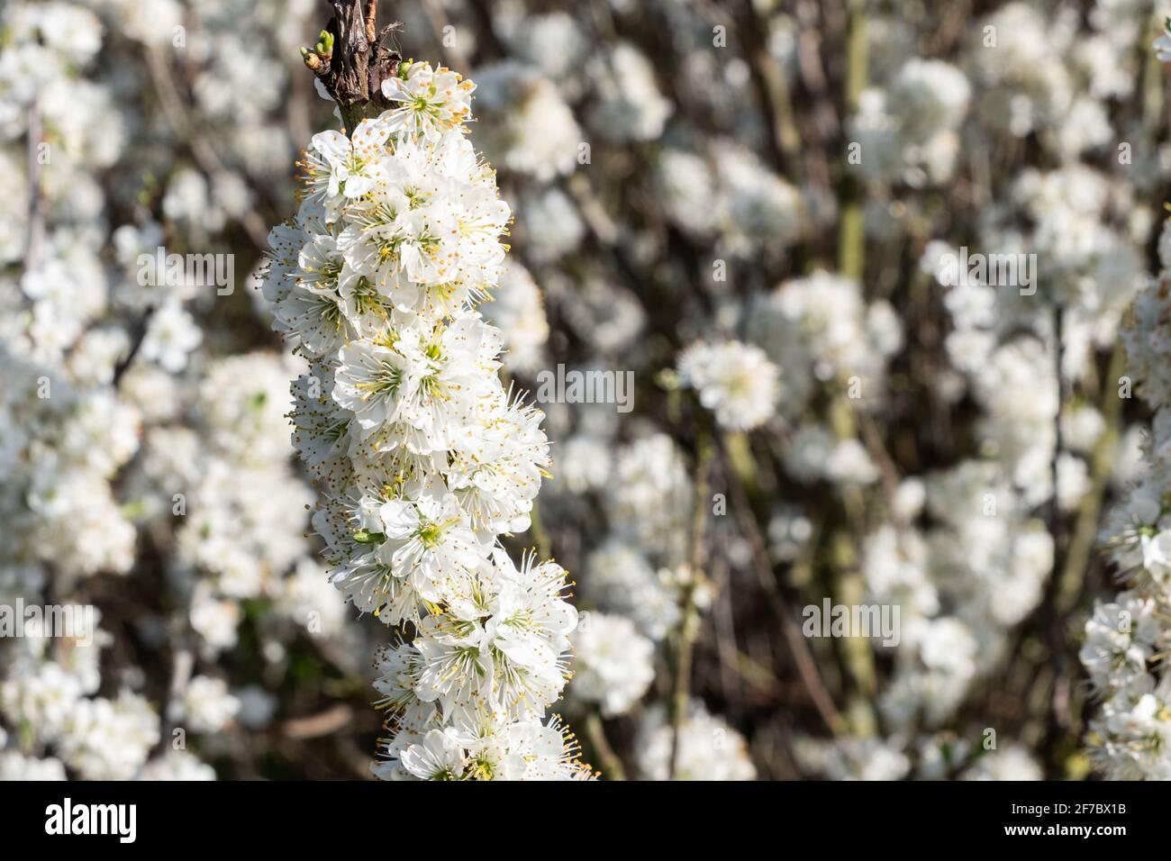 white blossom on a tree in the early Spring at Upton Wirral April 2021 ...