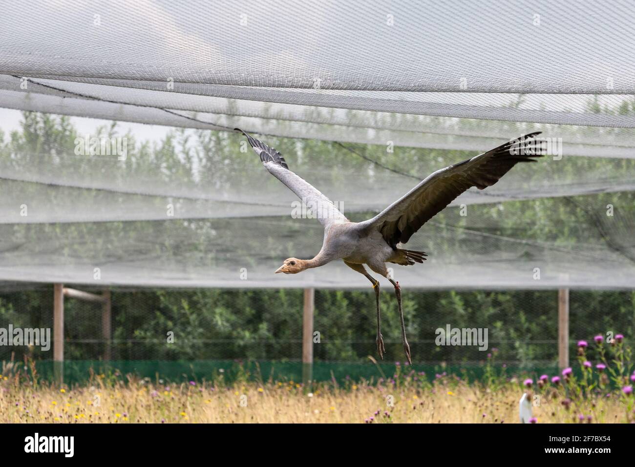 Immature Eurasian (common) crane (Grus grus) flying, Great Crane ...