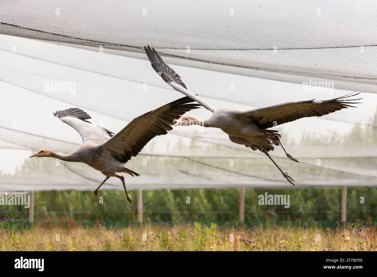 Immature Eurasian (common) cranes (Grus grus) flying, Great Crane ...