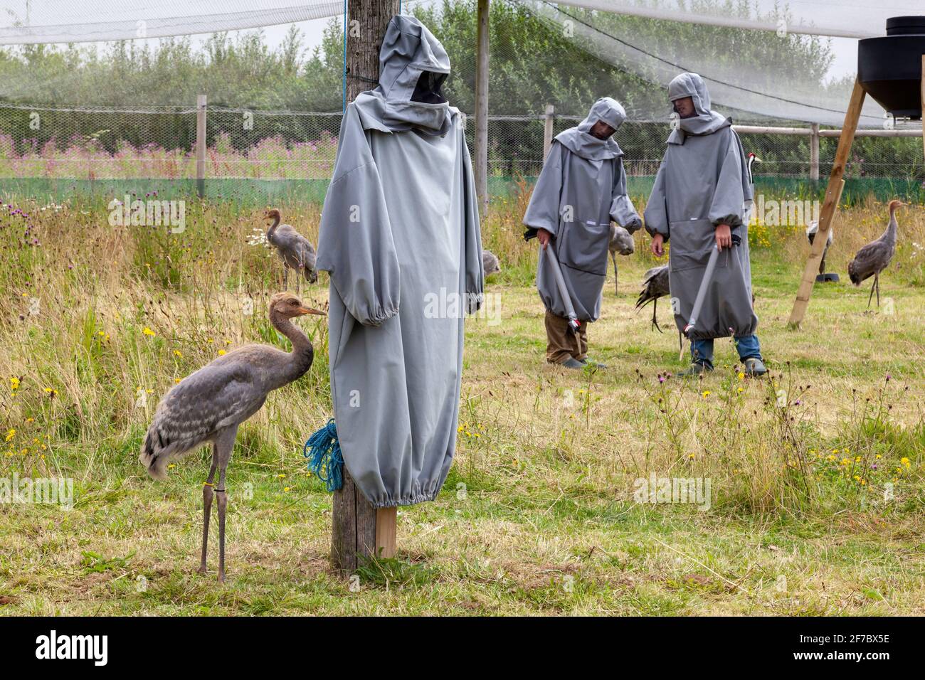 Eurasian (common) crane chicks (Grus grus), being exercised by 'crane ...