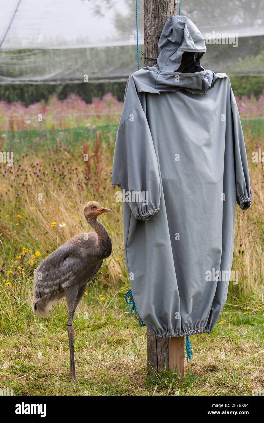 Eurasian (common) crane chick (Grus grus), with 'crane mother' suit ...