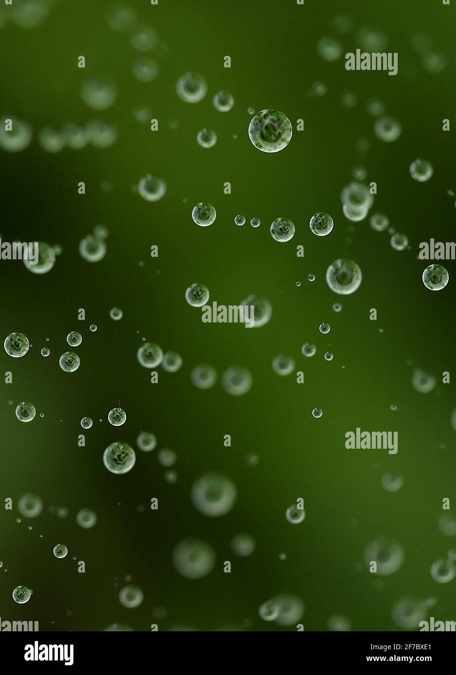 DANZHAI, CHINA - APRIL 6, 2021 - Spider webs are seen in rain and fog ...