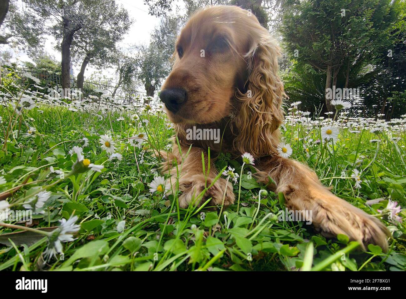 dog cocker spaniel in daisy flower field close up Stock Photo - Alamy