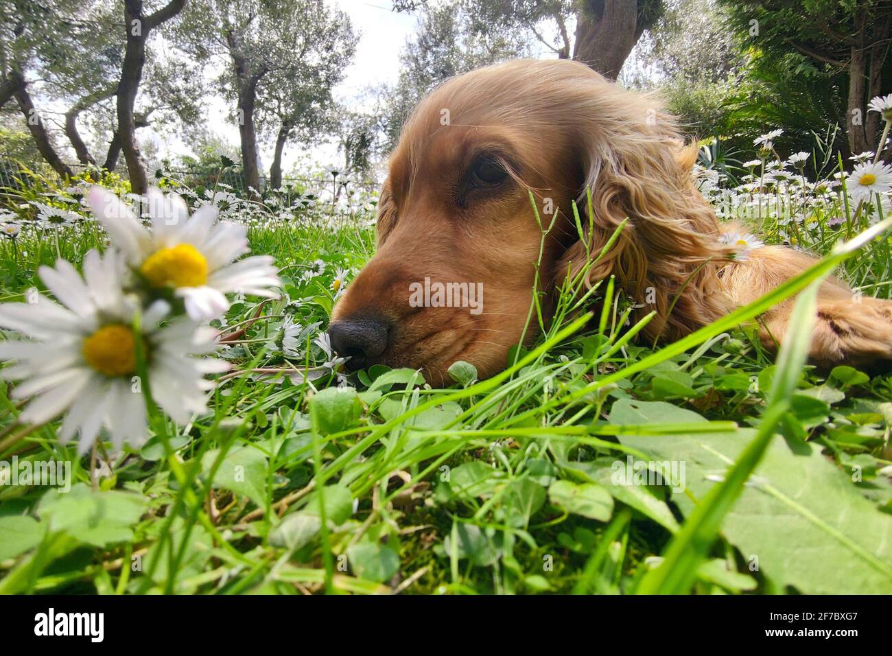 dog cocker spaniel in daisy flower field close up Stock Photo - Alamy