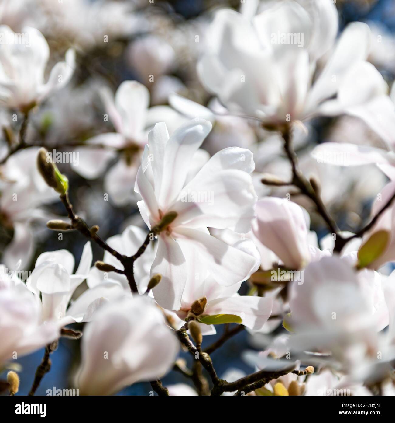 White Magnolia Tree with Blooming Flowers Stock Photo - Alamy