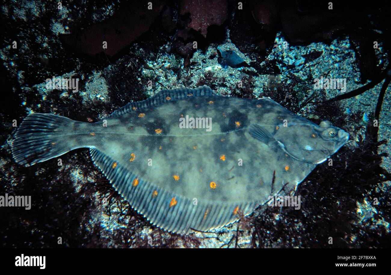 European plaice fish pleuronectes platessa hi-res stock photography and ...