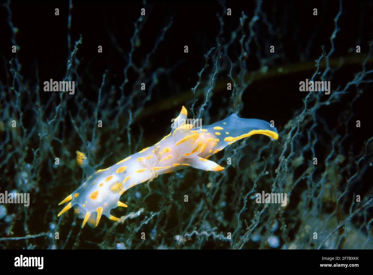 Obelia animal hi-res stock photography and images - Alamy