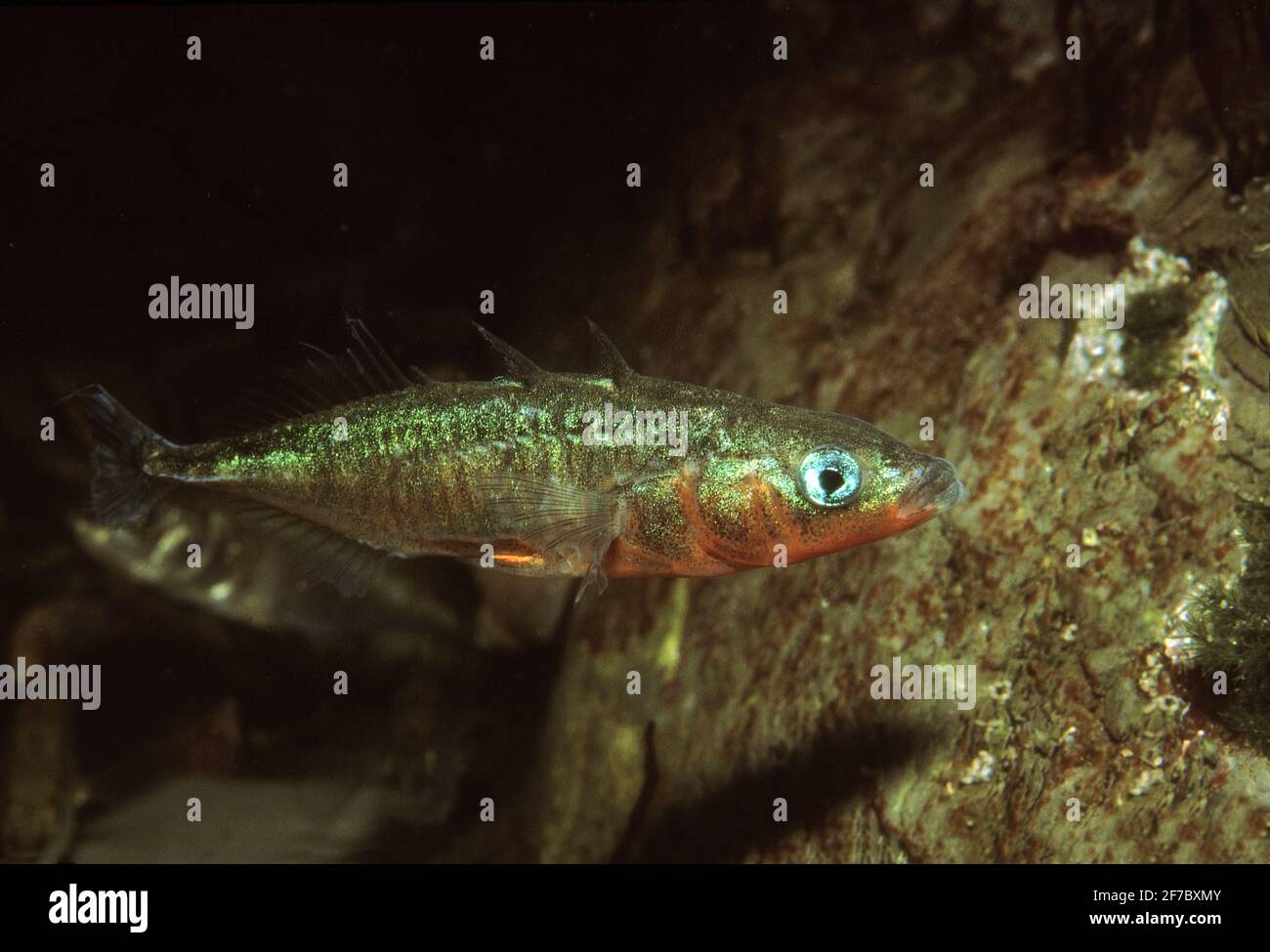 Three-spined stickleback (Gasterosteus aculeatus) male in a rock pool ...