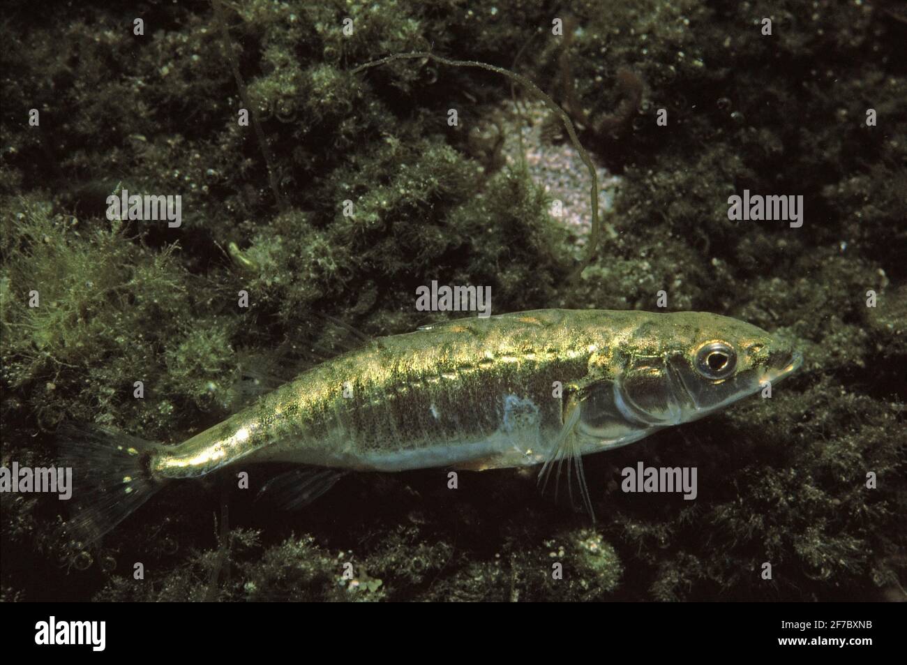 Gasterosteus aculeatus sea hi-res stock photography and images - Alamy