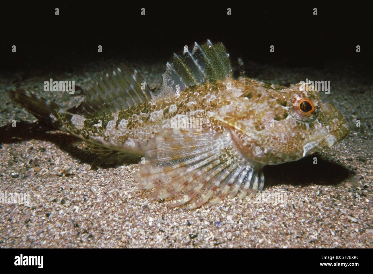 Taurulus bubalis uk hi-res stock photography and images - Alamy