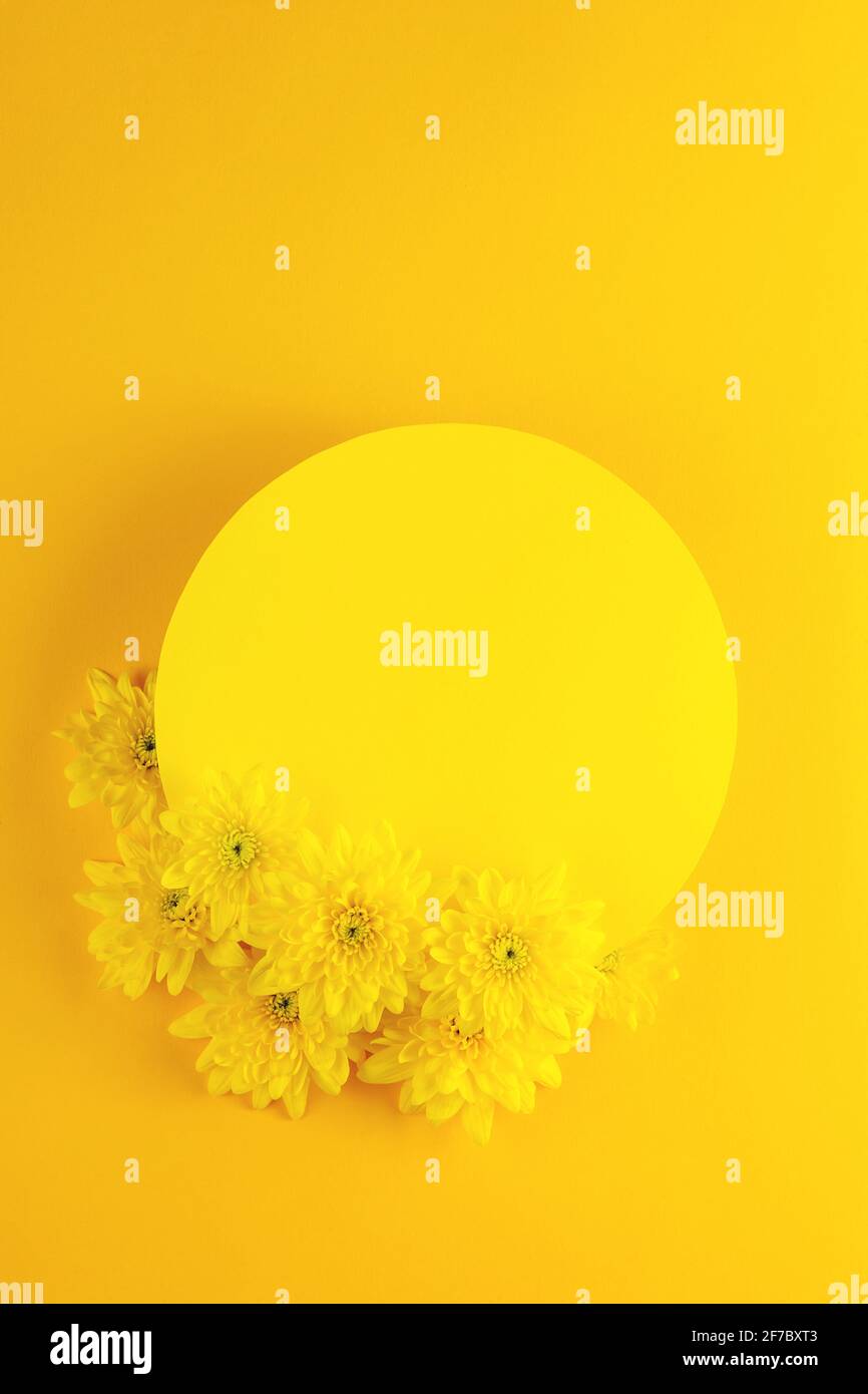 Yellow round frame background with chrysanthemum flowers on a bright ...