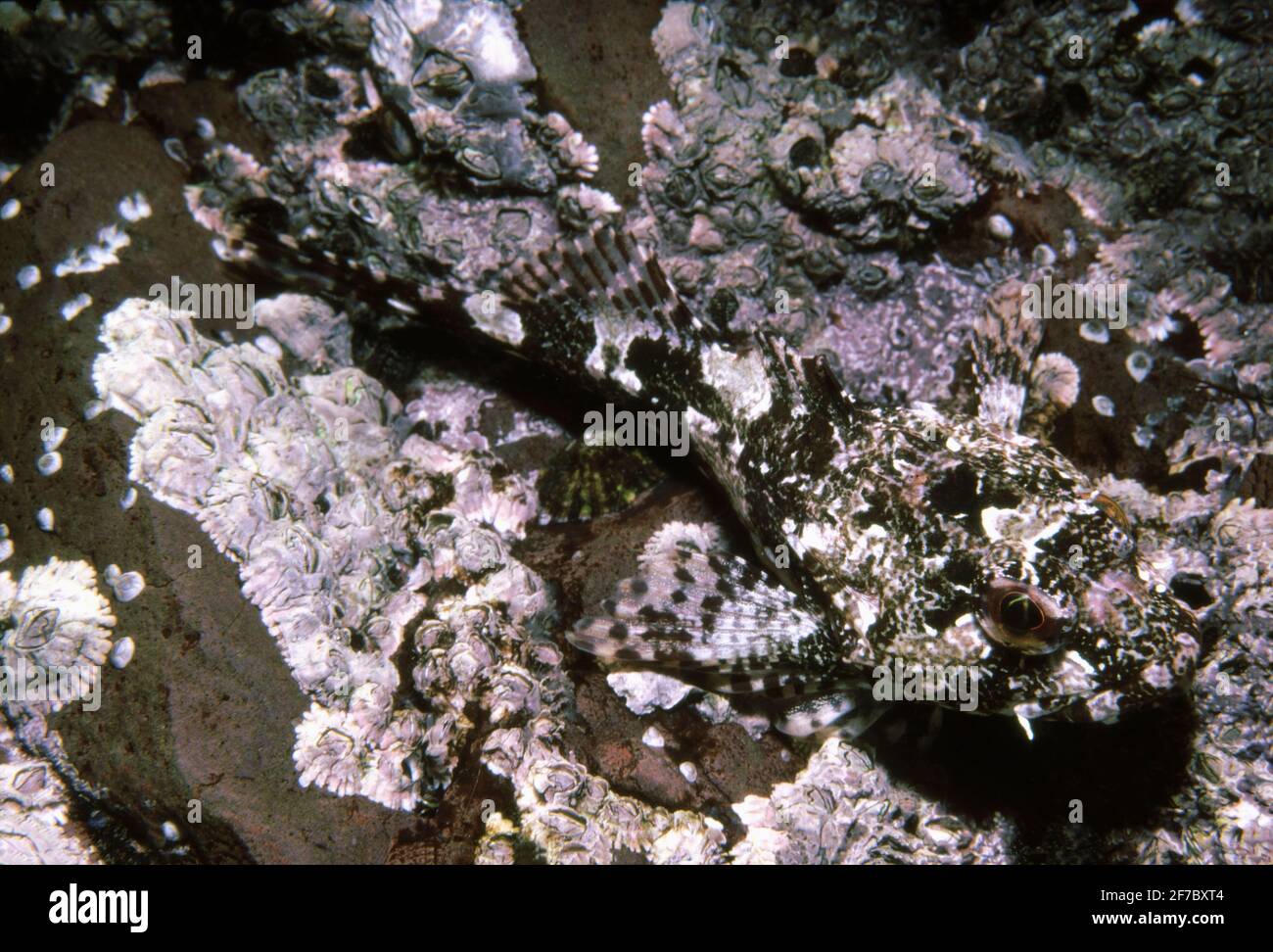 Taurulus bubalis uk hi-res stock photography and images - Alamy