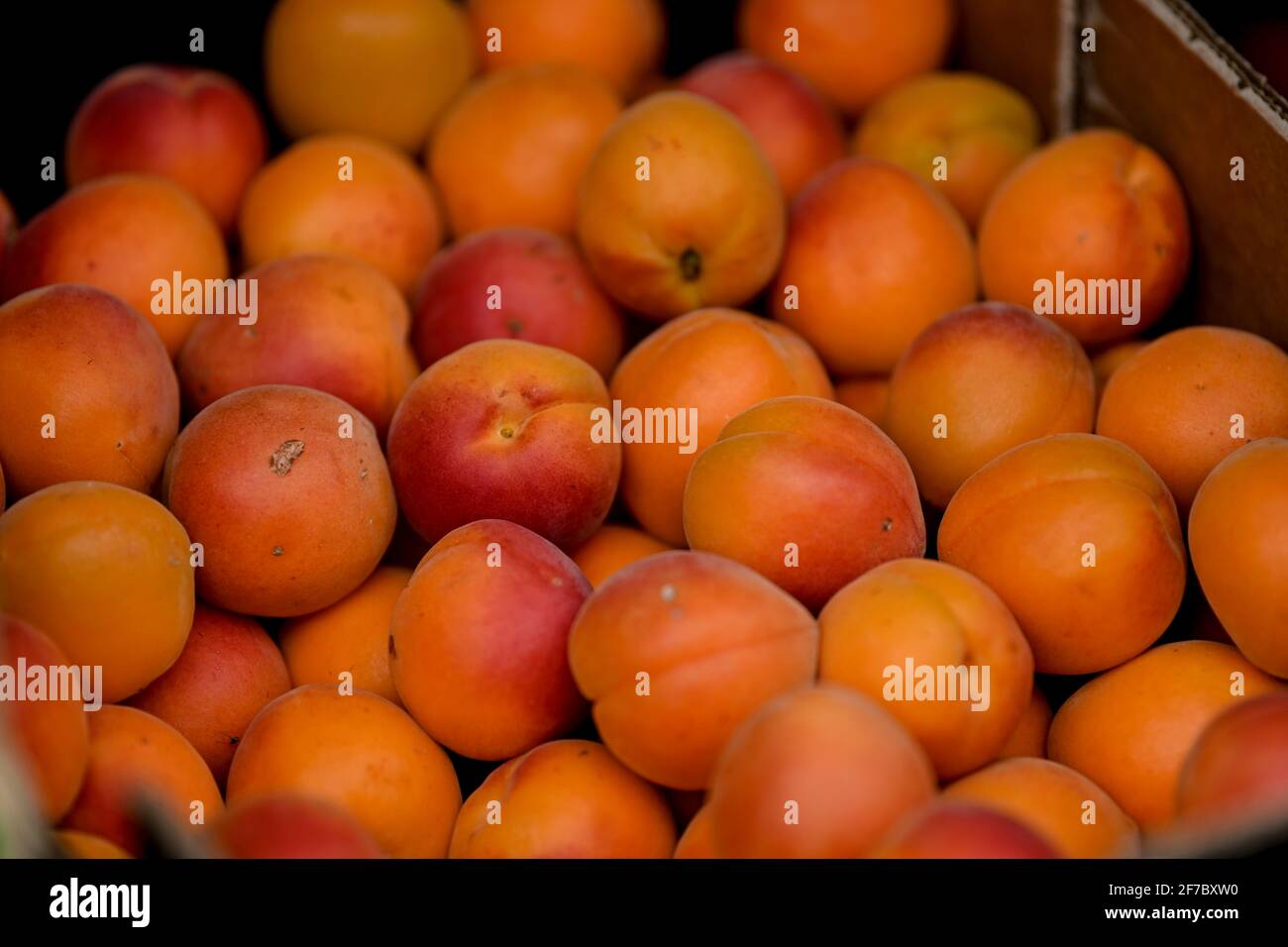 Apricots england hi-res stock photography and images - Alamy