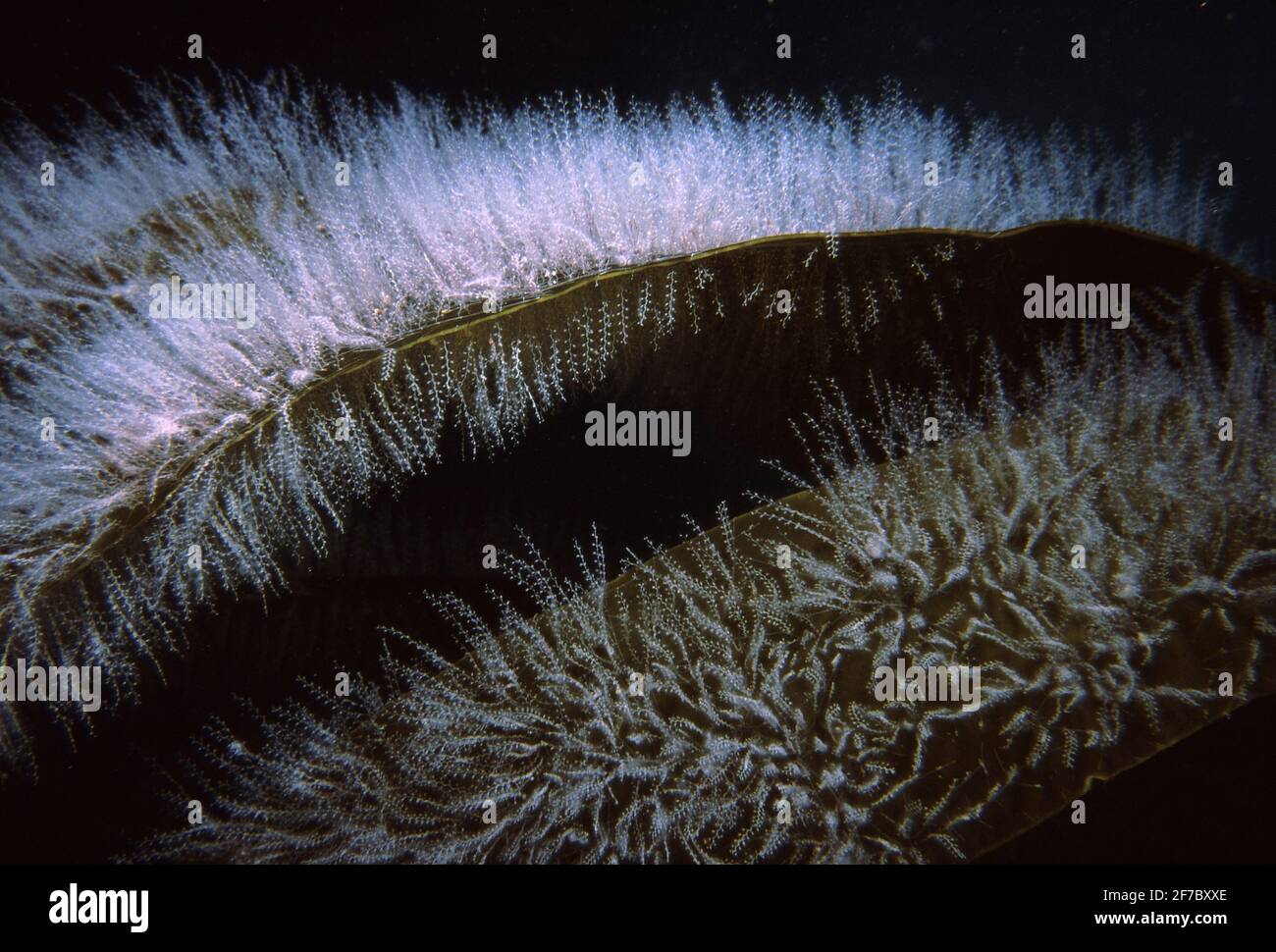 Obelia hydrozoans hi-res stock photography and images - Alamy