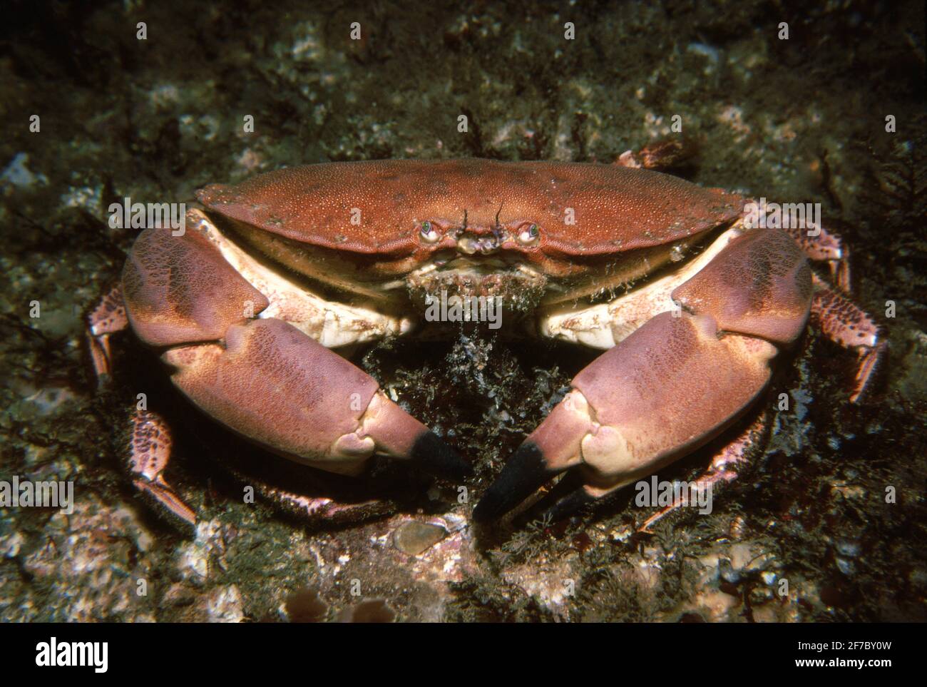 Edible crab (Cancer pagurus) on a rocky seabed, UK Stock Photo - Alamy