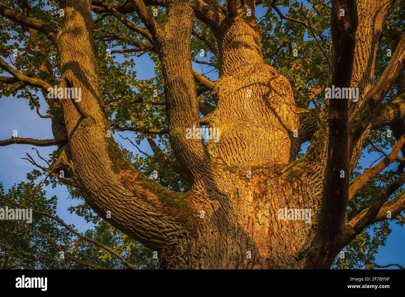 The trunk of old oak tree, evening light Stock Photo - Alamy