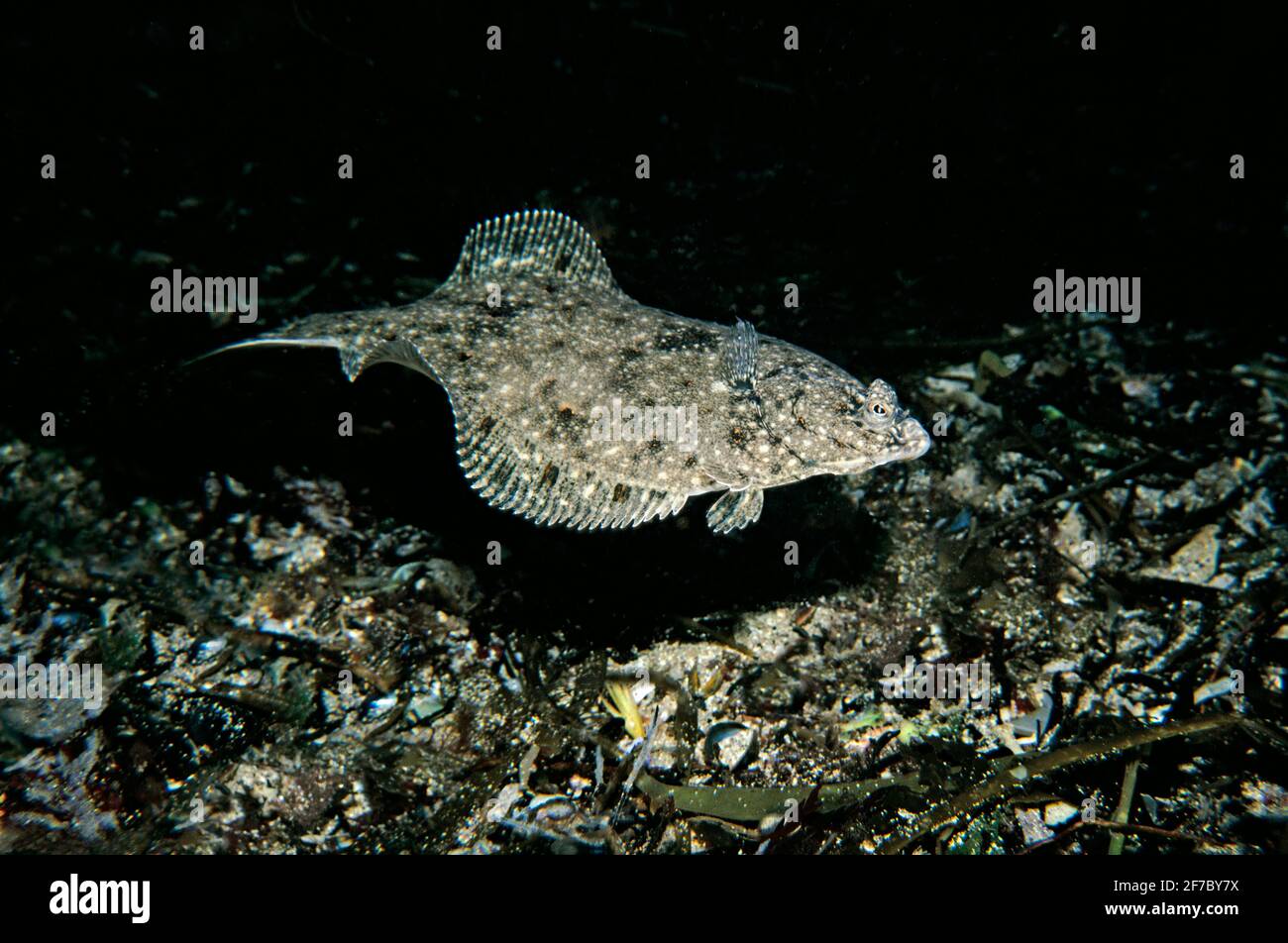 British sea fish hi-res stock photography and images - Alamy