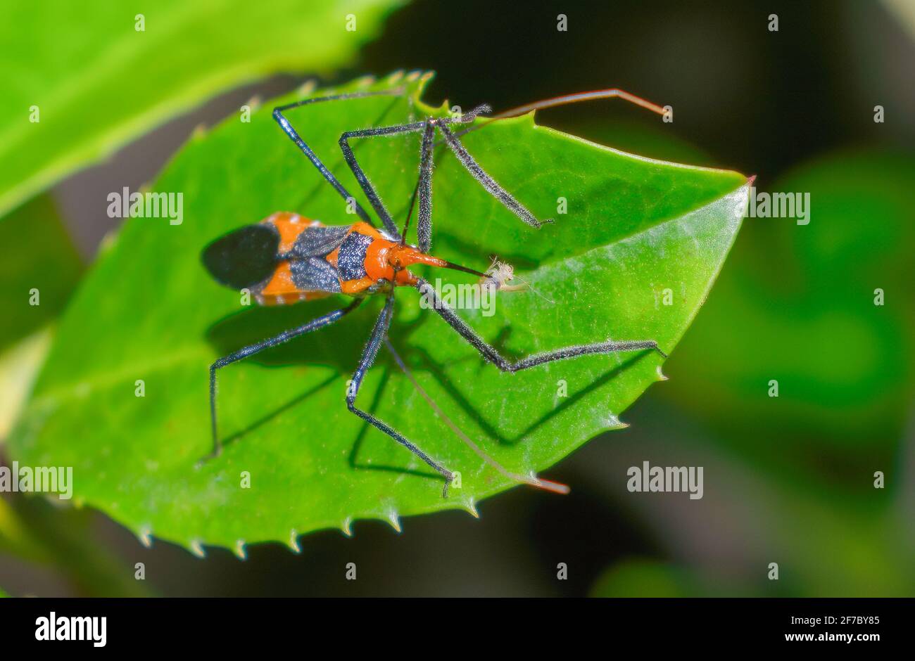 Orange aphid hi-res stock photography and images - Alamy
