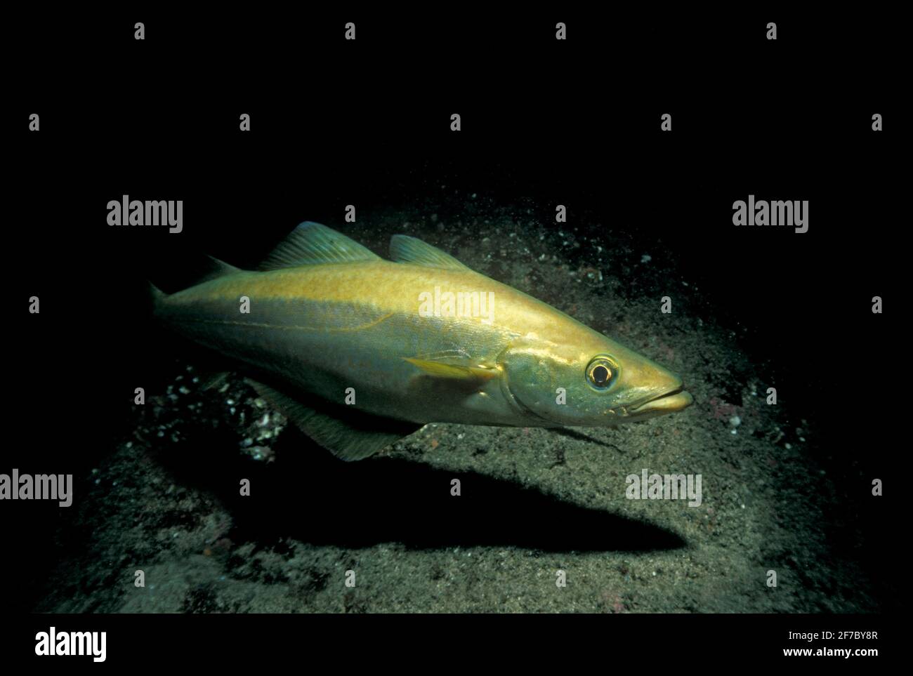 Pollack fish british isles hi-res stock photography and images - Alamy