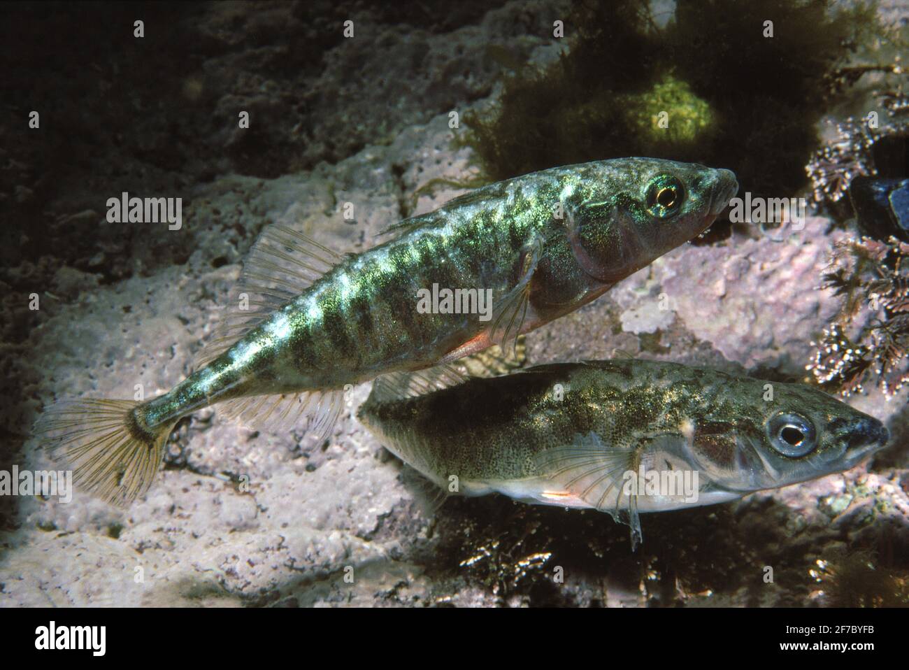 Three-spined stickleback (Gasterosteus aculeatus) male and female in a ...