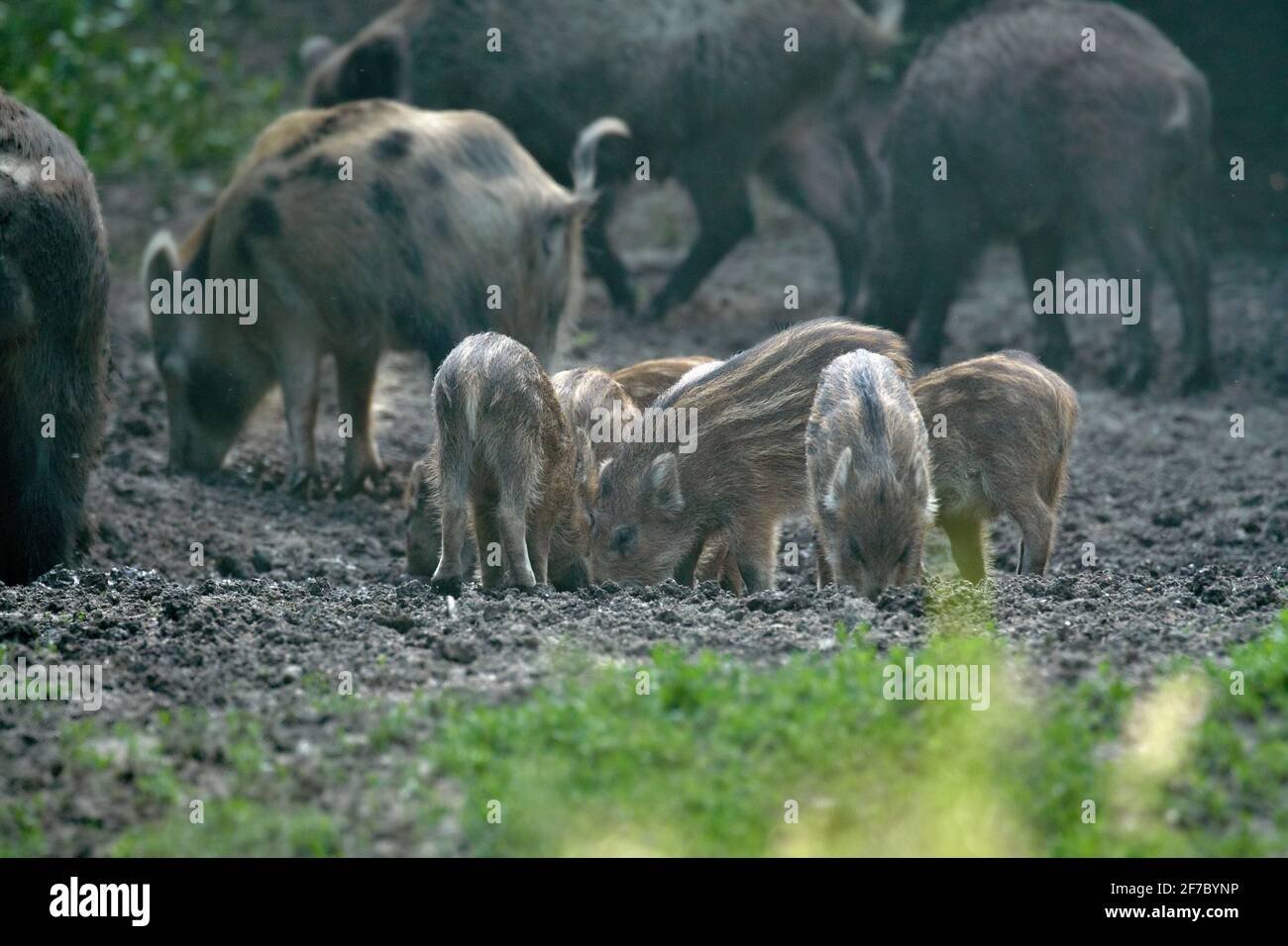 Baby wild hogs hi-res stock photography and images - Alamy