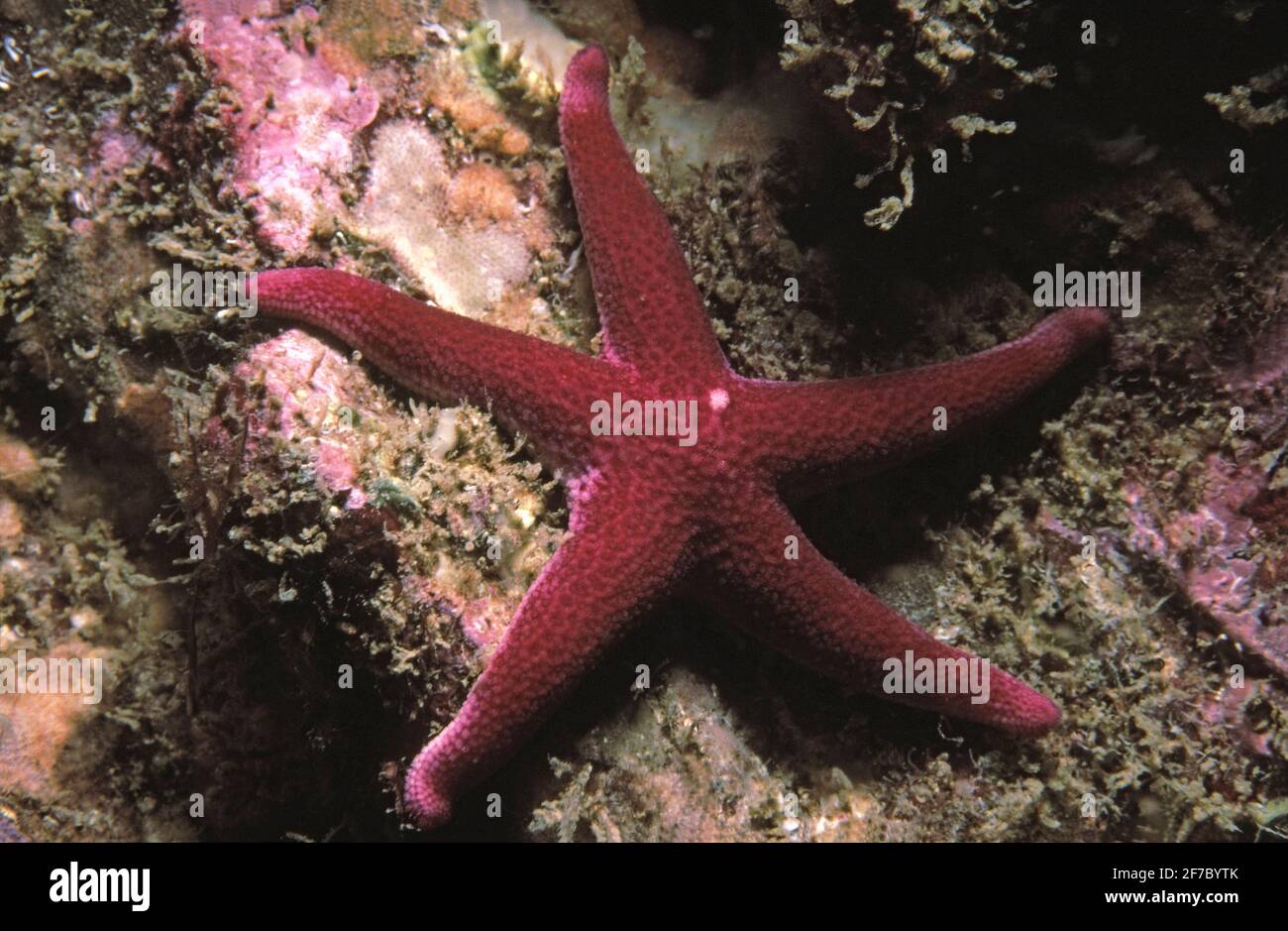 Bloody henry starfish hi-res stock photography and images - Alamy