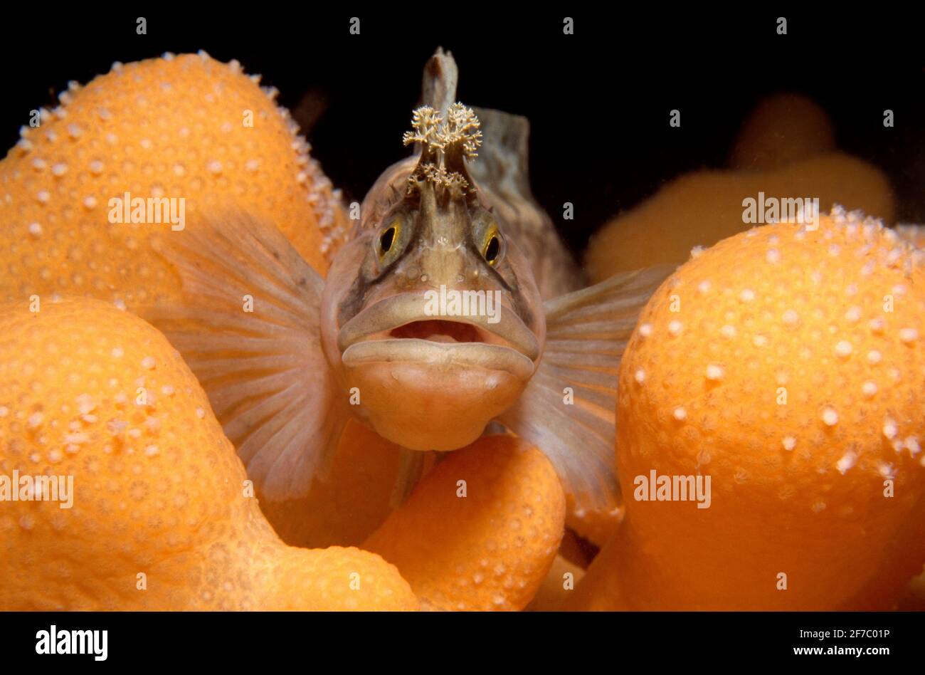 Stichaeidae hi-res stock photography and images - Alamy