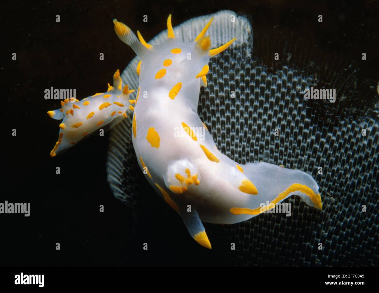 Uk nudibranch hi-res stock photography and images - Alamy
