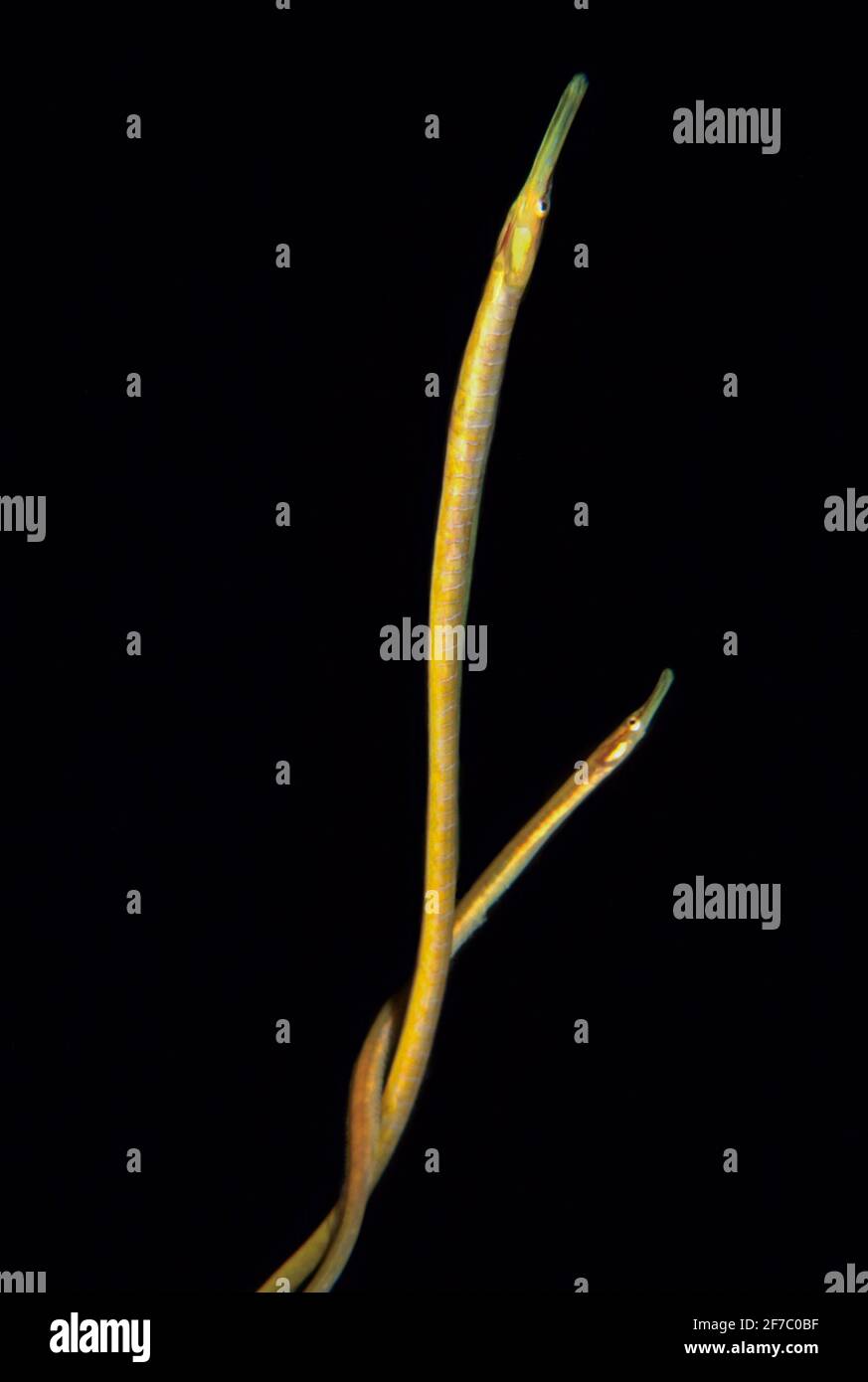 Pipefish mating hi-res stock photography and images - Alamy
