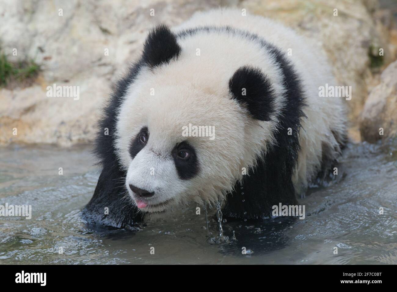 Zoo panda water hi-res stock photography and images - Alamy