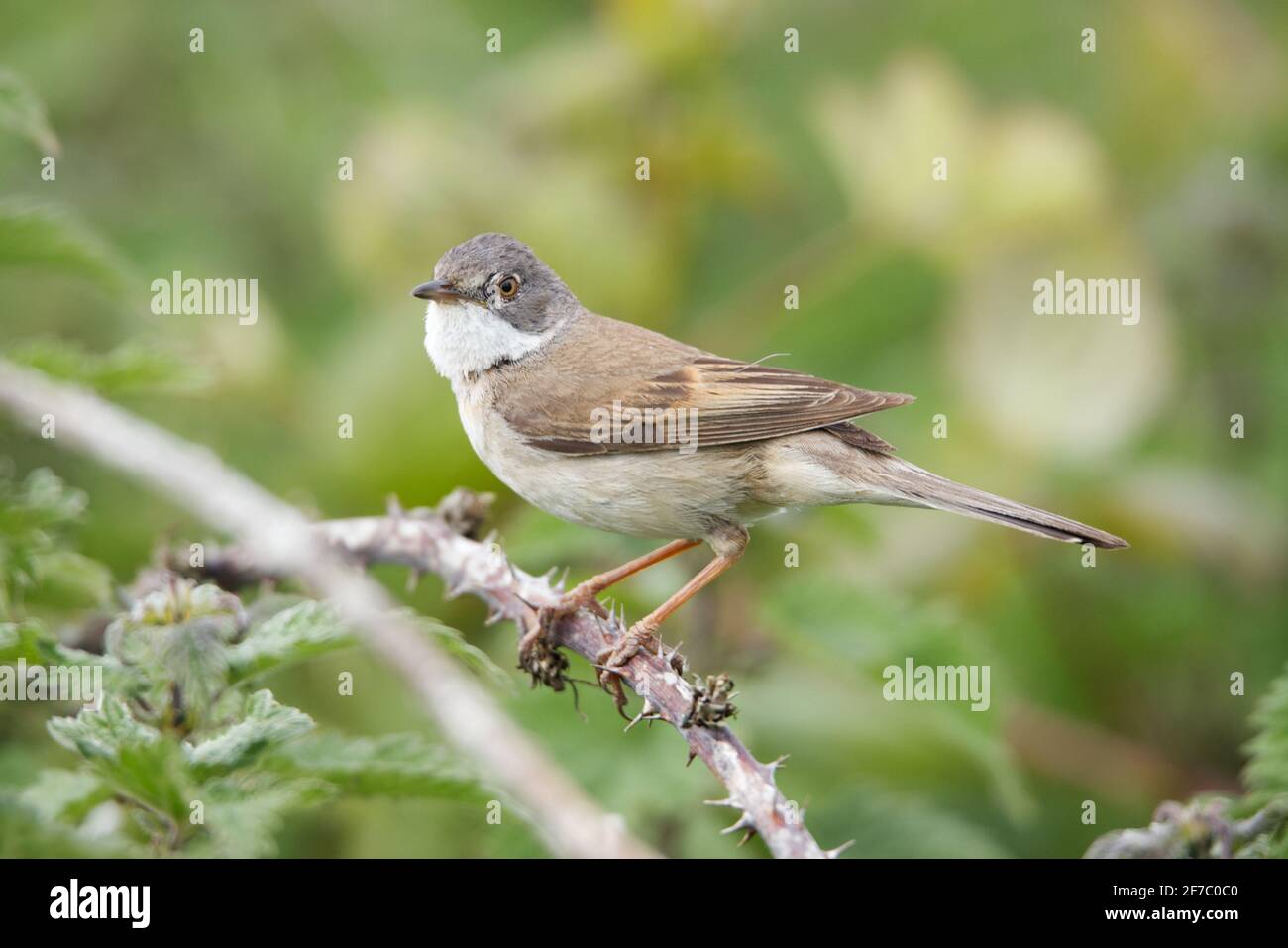 Common Whitethroat foraging Stock Photo - Alamy
