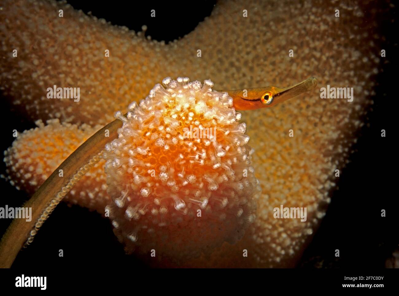 Snake pipefish (Entelurus aequoreus) male carrying eggs, UK Stock Photo ...