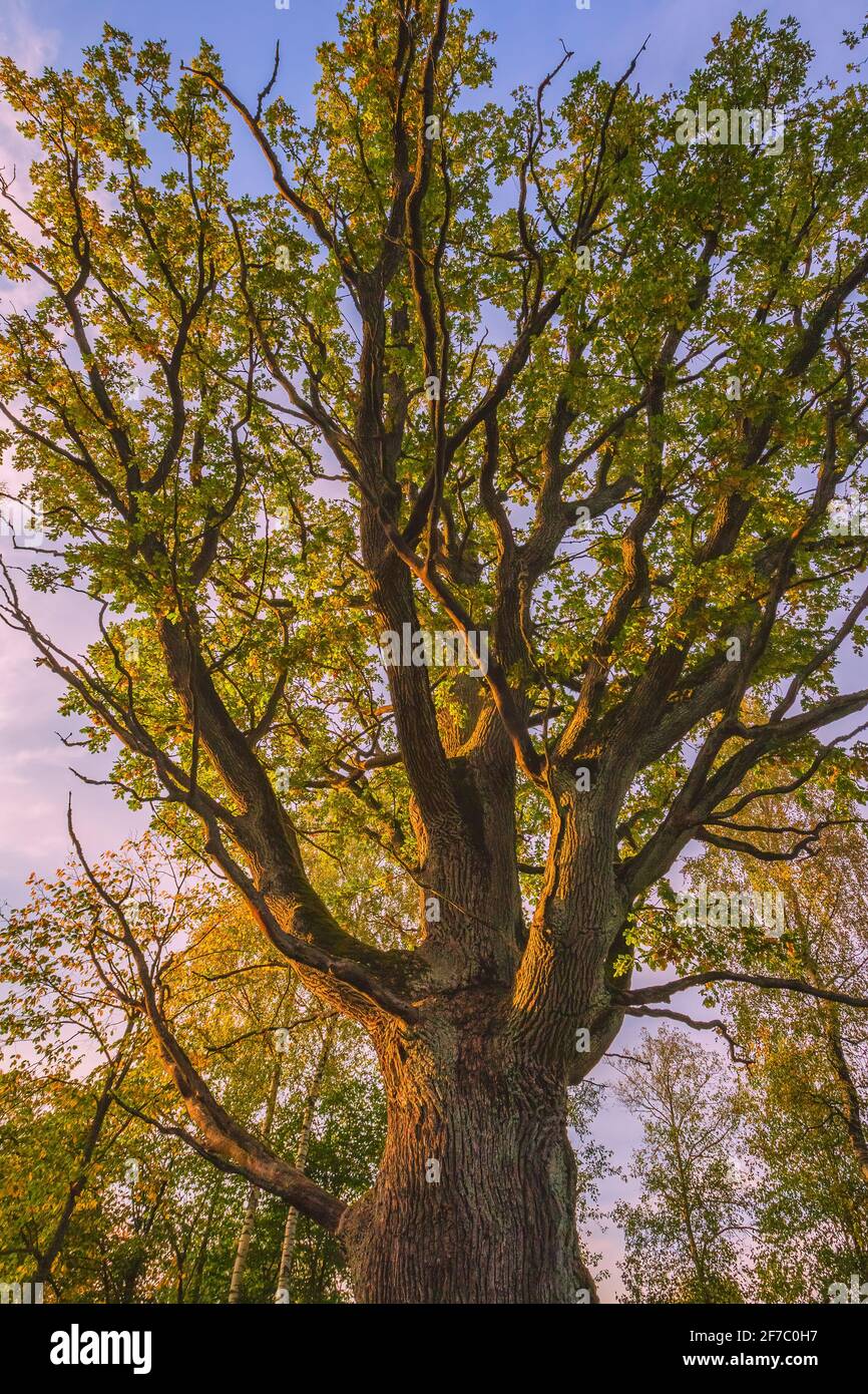 The trunk of old oak tree, evening light Stock Photo - Alamy