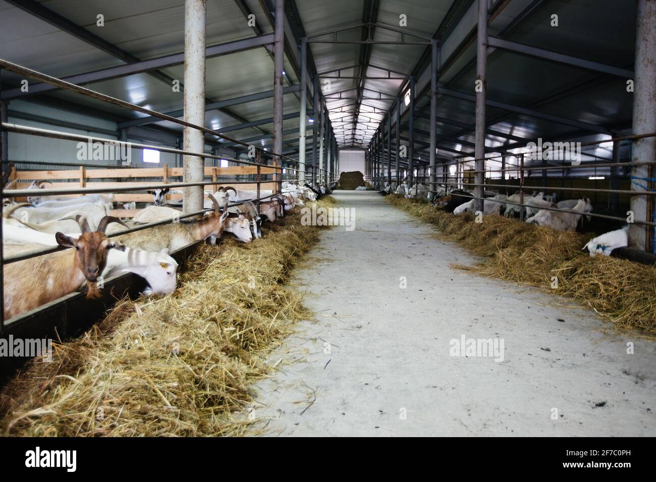 Dairy goats in modern free livestock stall Stock Photo - Alamy