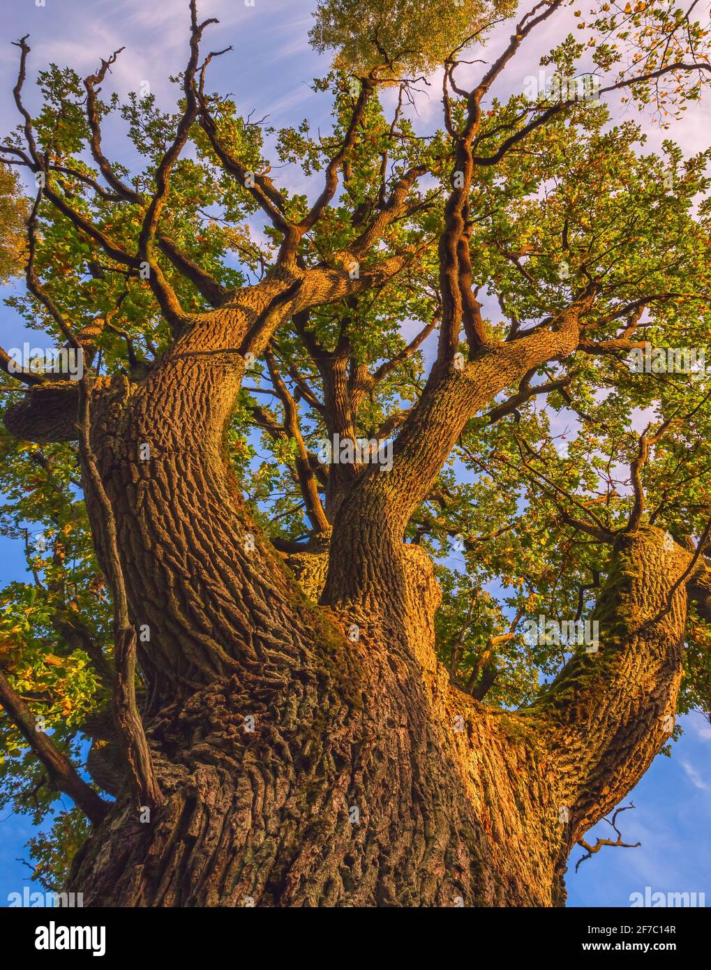 The trunk of old oak tree, evening light Stock Photo - Alamy