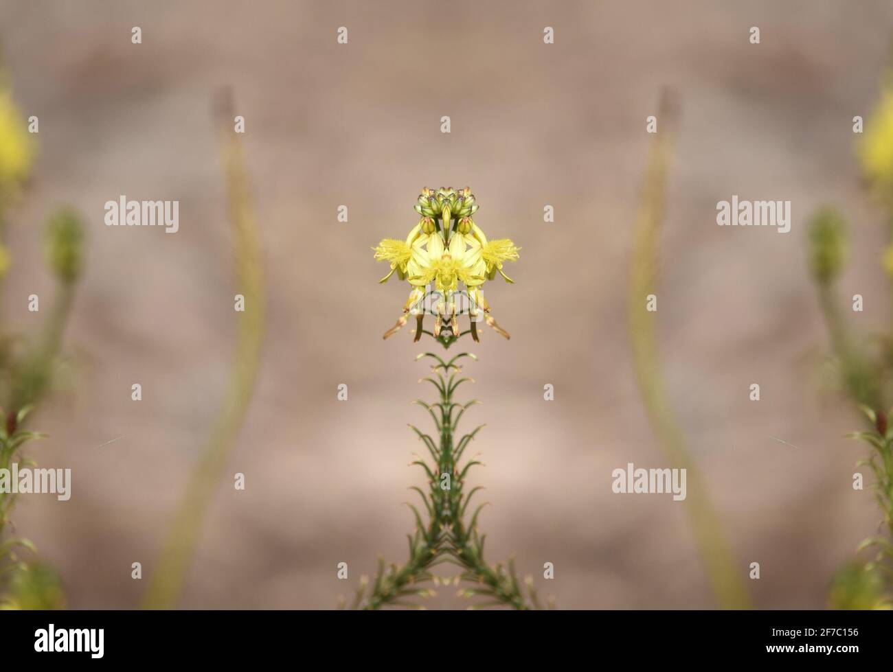 Bulbine frutescens, a succulent flowering shrub with short, low stems ...