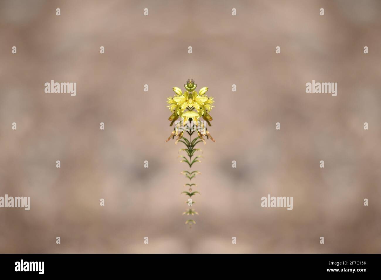 Bulbine frutescens, a succulent flowering shrub with short, low stems ...