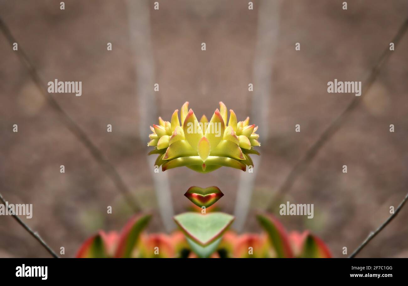 Aeonium arboreum a subtropical succulent plant on an abstract ...