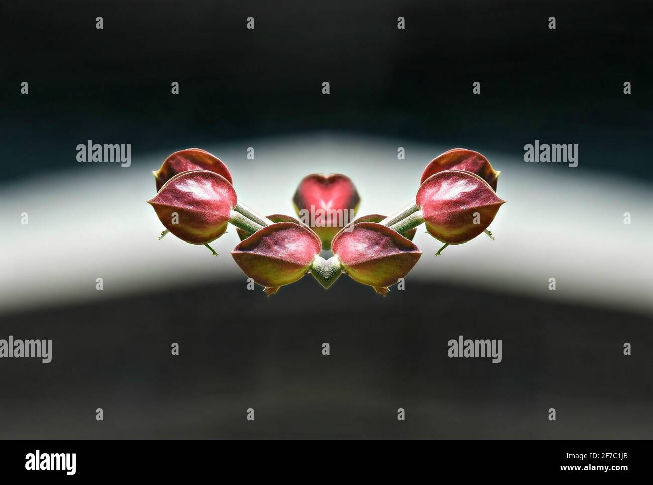 Pedilanthus bracteatus bracts on an abstract composition Stock Photo ...