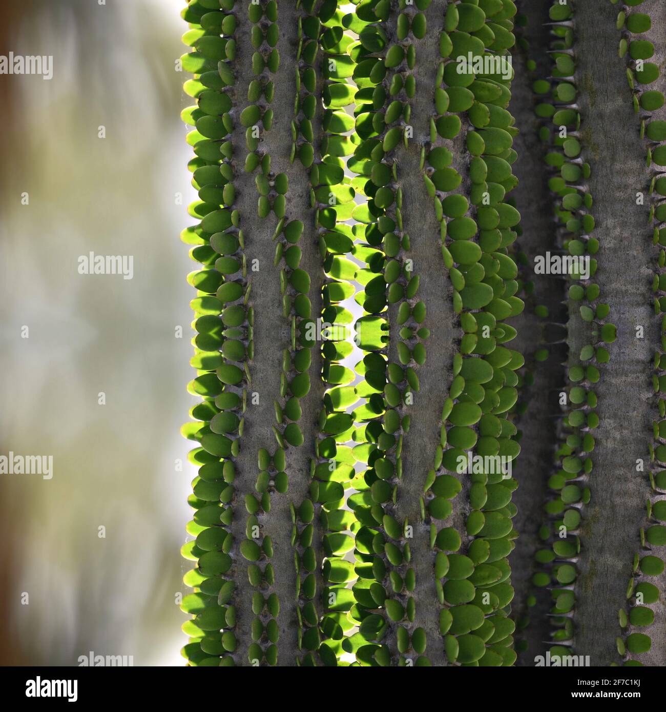 Spiny and hairy stems hi-res stock photography and images - Alamy