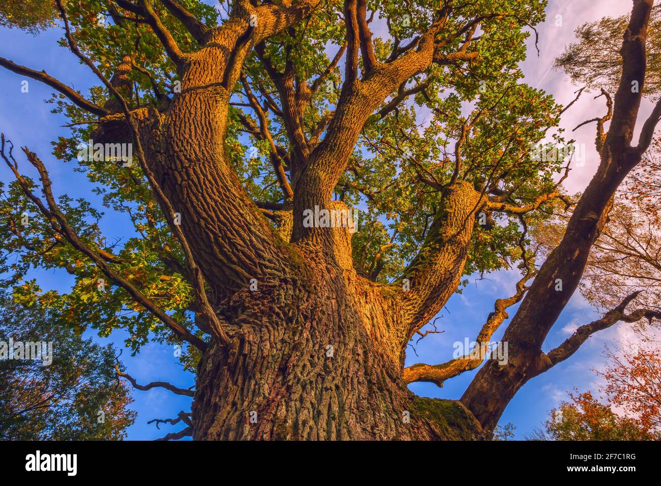 The trunk of old oak tree, evening light Stock Photo - Alamy