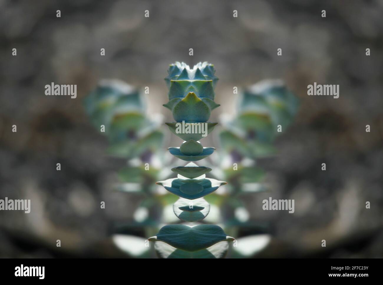 Kalanchoe marnieriana (Marnier's Kalanchoe) an evergreen succulent ...