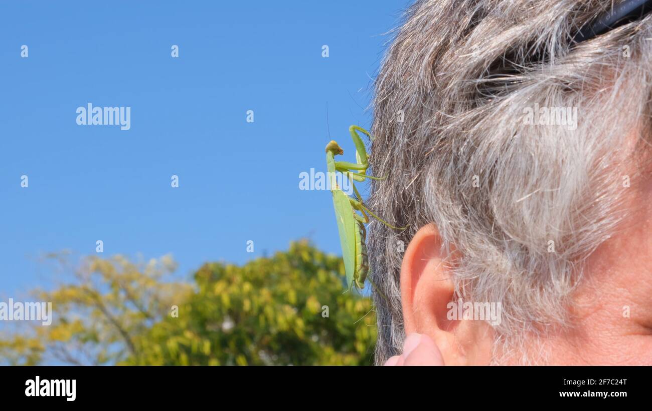 Mantis on a mans head. wildlife Stock Photo - Alamy