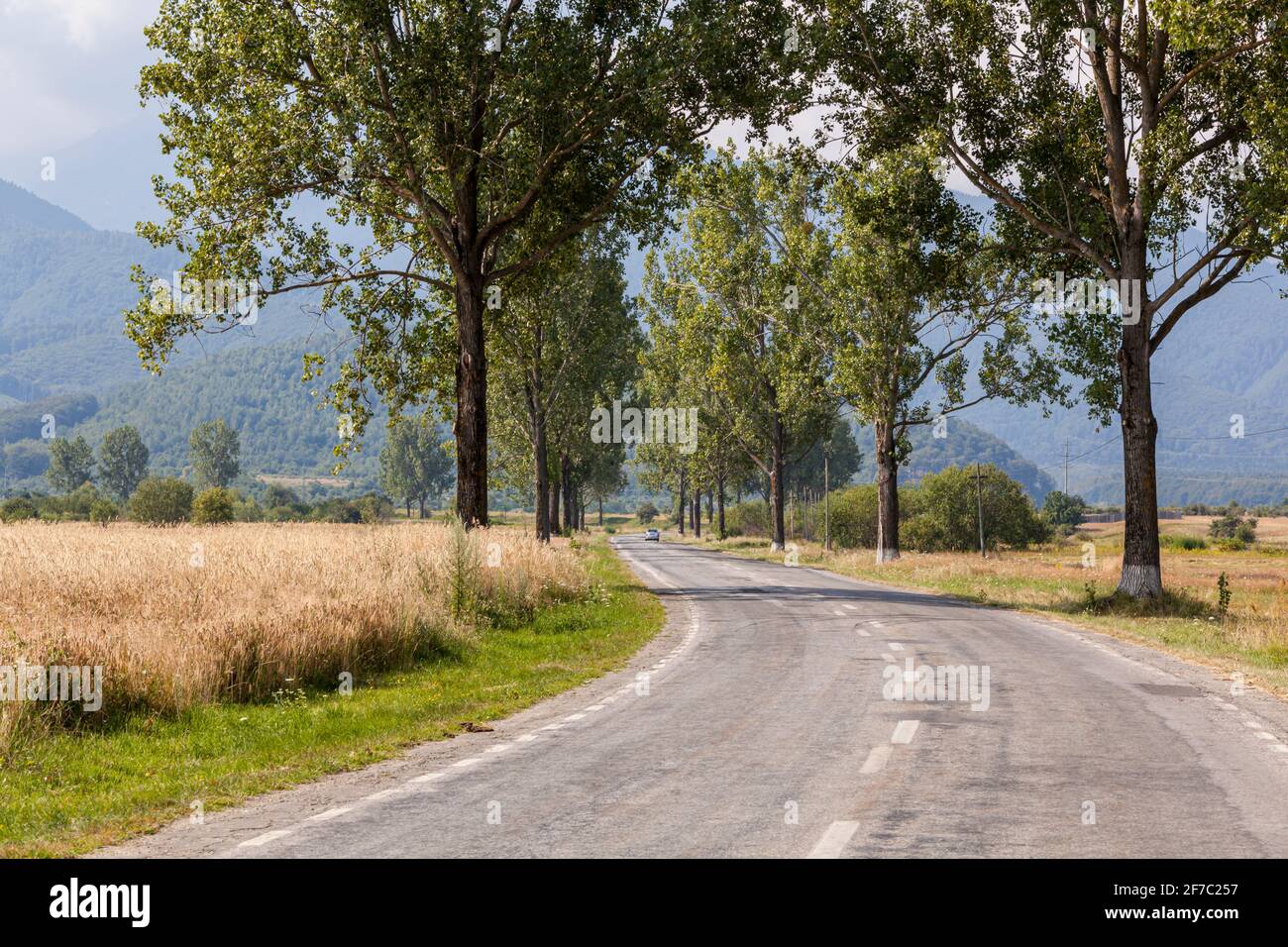 Tree-lined rural approach road to Transfăgărășan Highway, Romania Stock ...