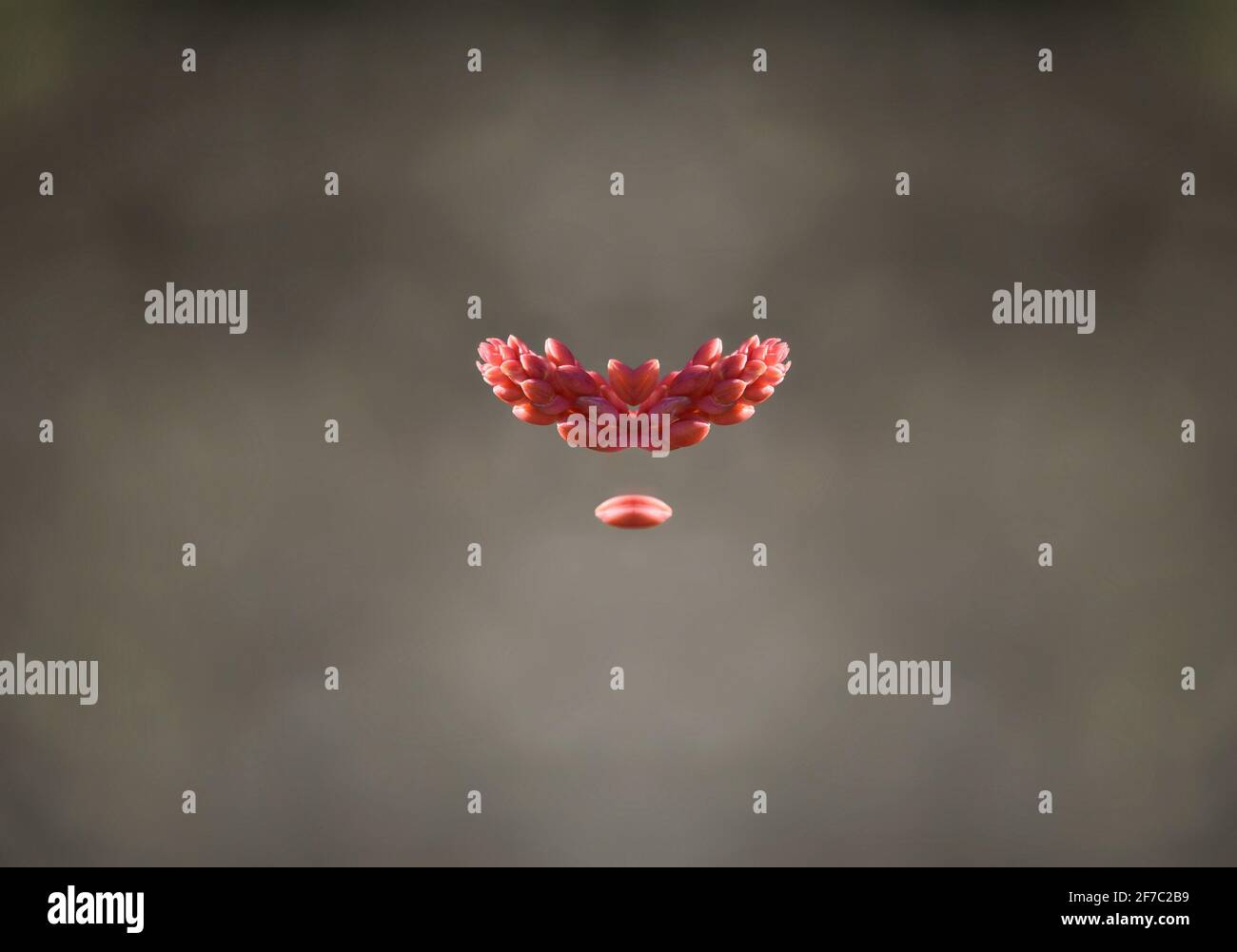 Hesperaloe parviflora (Red yucca) coral clusters on an abstract ...